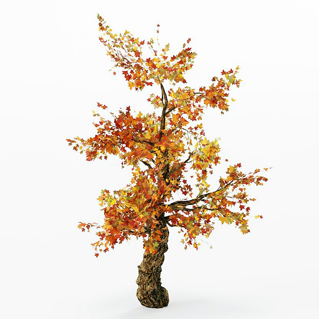 Tree Autumn Maple | Trees models | BlenderKit