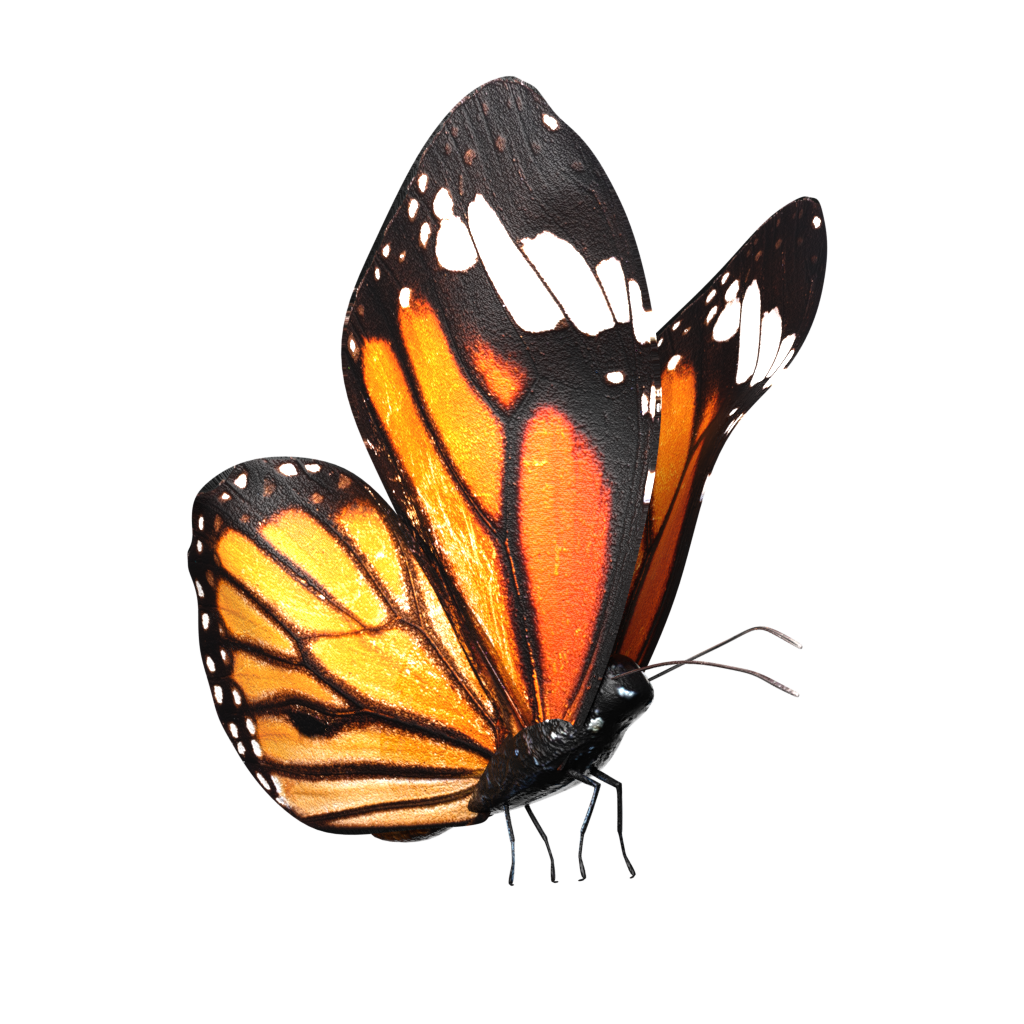 Butterfly-Rigged | Insects models | BlenderKit