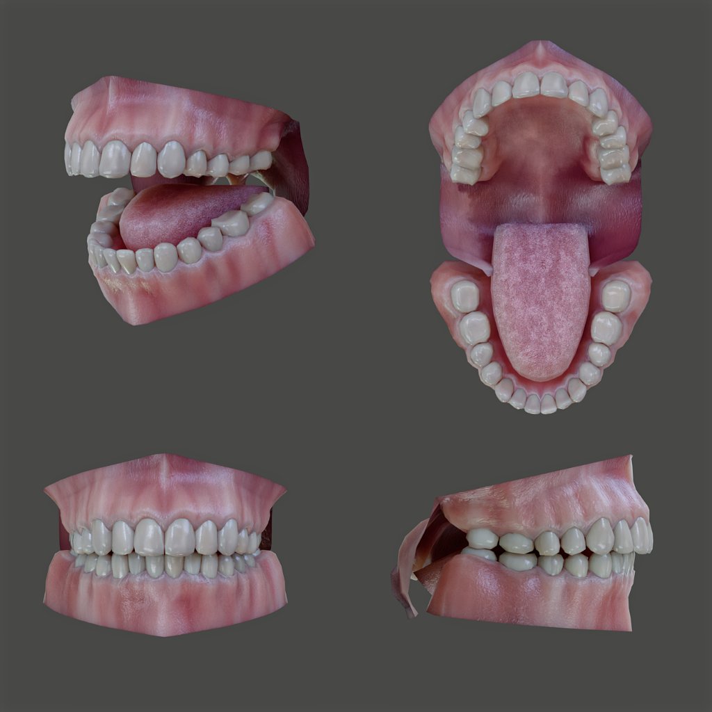 Blendkit | Download the Human Mouth Cavity model