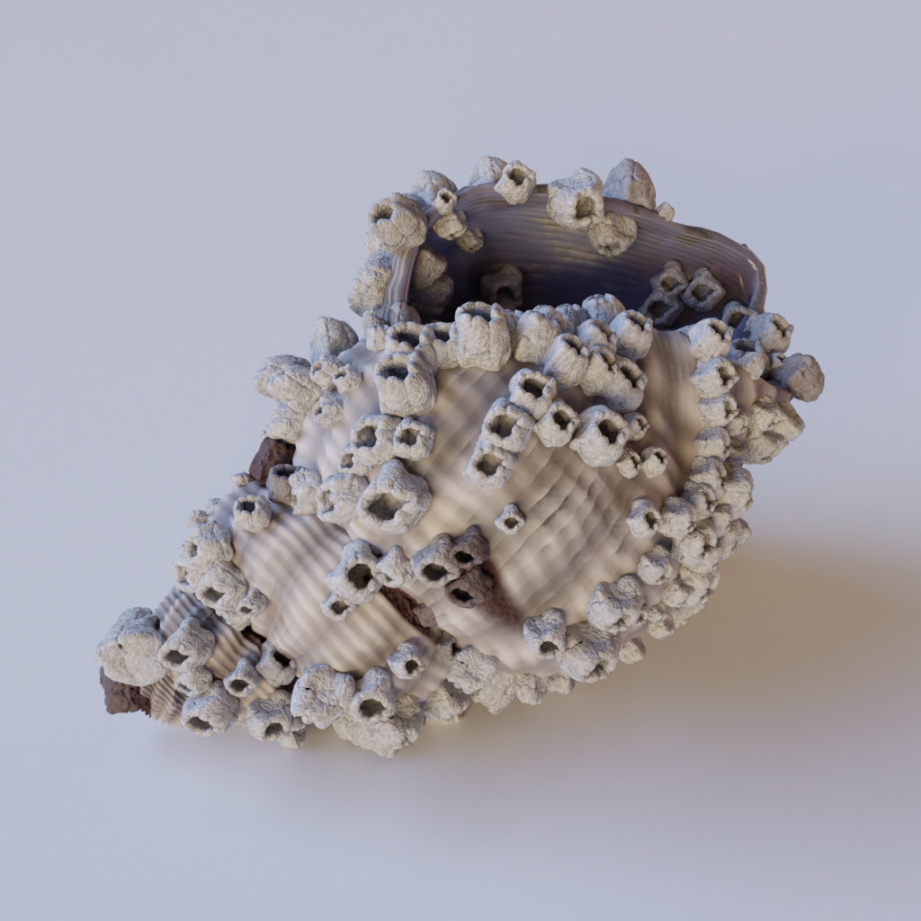 Seashell Welk - bleached barnacles | FREE Nature models | BlenderKit