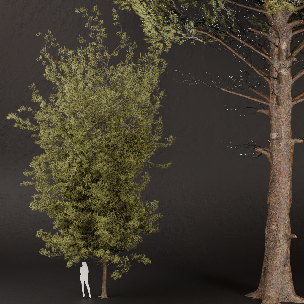 SJ-Realistic Pine Forest Set | FREE Trees models | BlenderKit