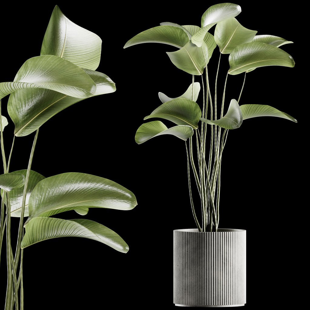 BlenderKit | Download the CALATHEA LUTEA STRELITZIA Indoor Plant model