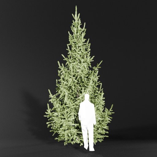 Norway Spruce Picea Abies 5.0m | Trees models | BlenderKit