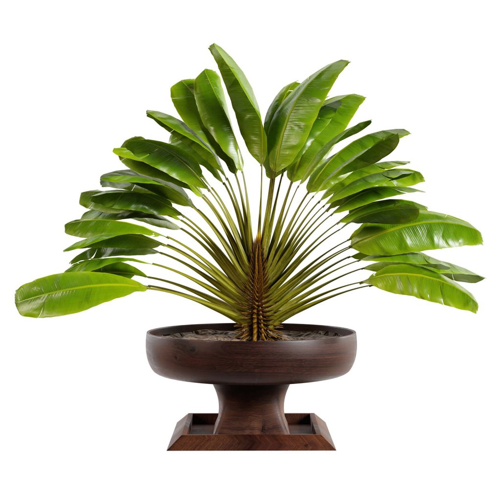 Ravenala Madagascariensis Palm | Indoor Plants models | BlenderKit