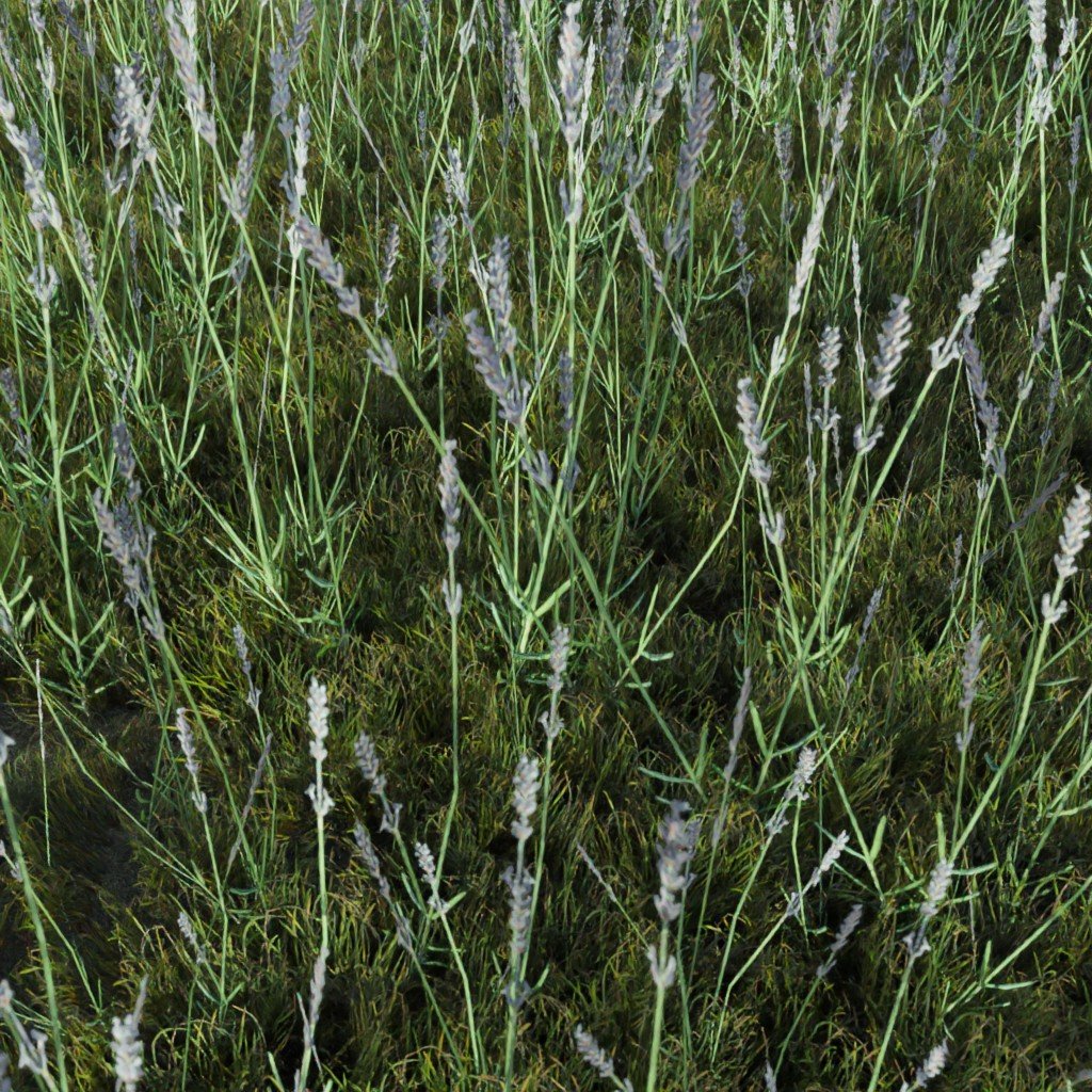 Grass Stalks Tall | Grass models | BlenderKit