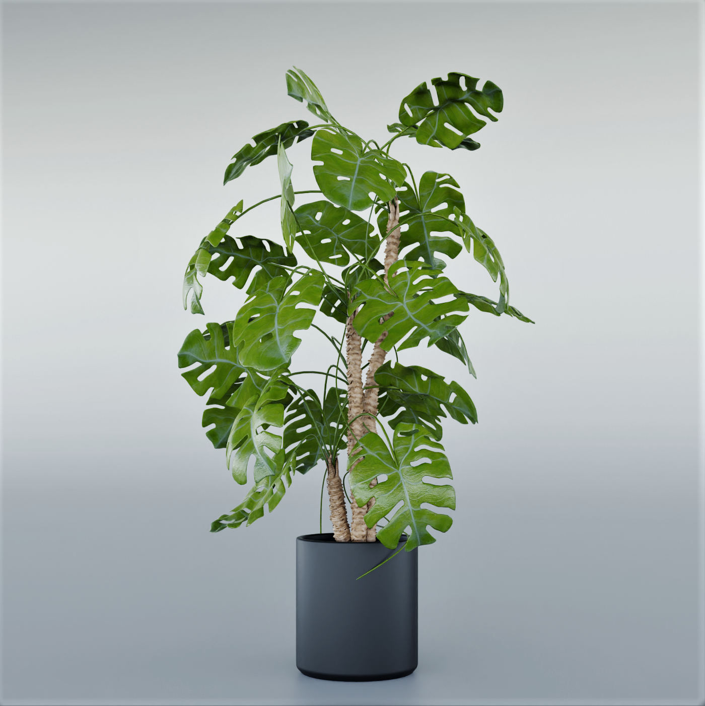 Big Monstera plant | FREE Indoor Plants models | BlenderKit
