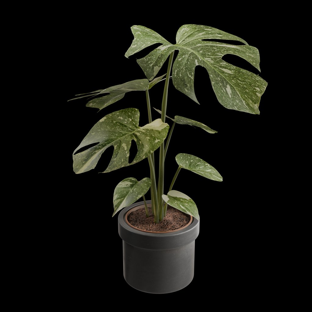 Plant pot | FREE Indoor Plants models | BlenderKit