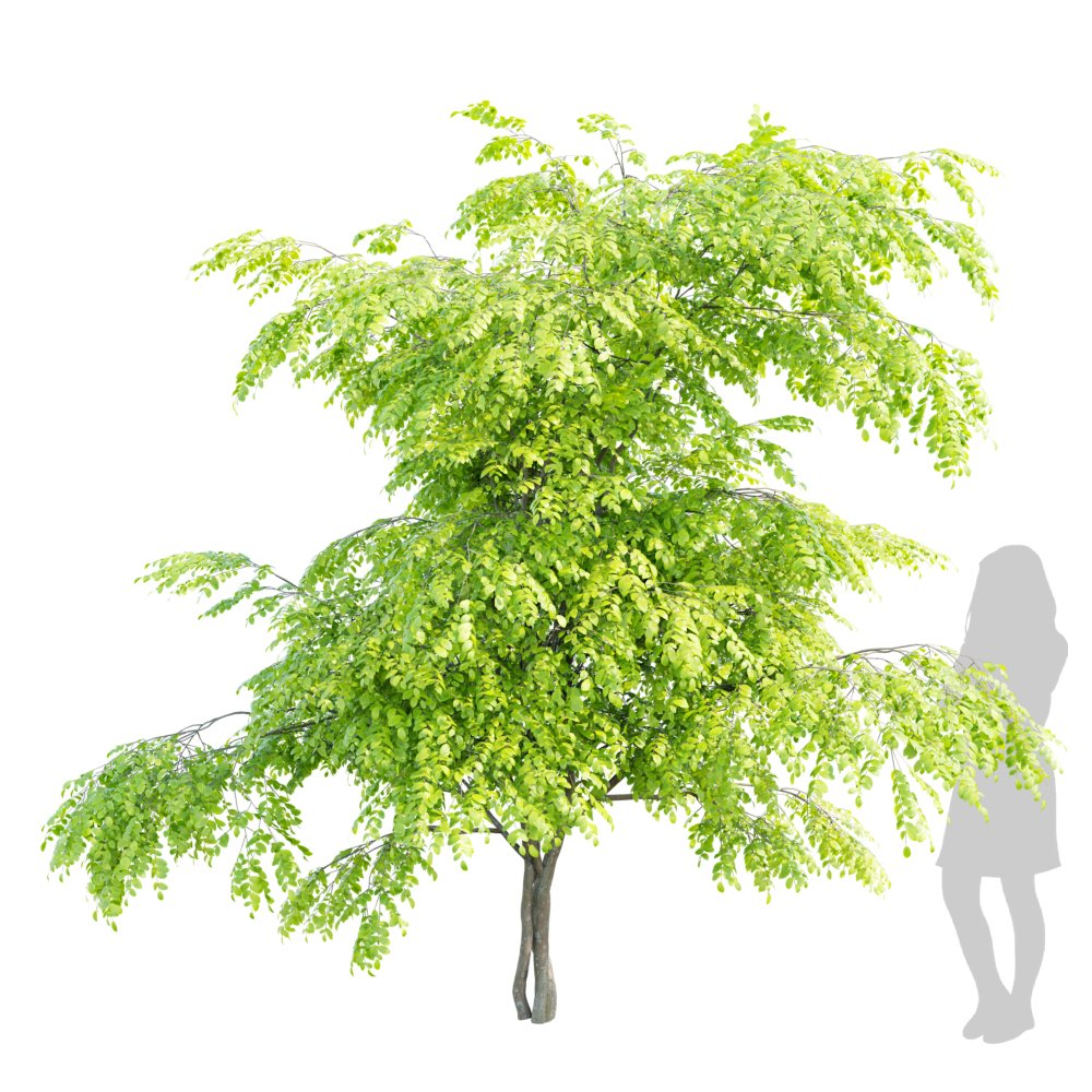 European Bladdernut Tree | Trees models | BlenderKit