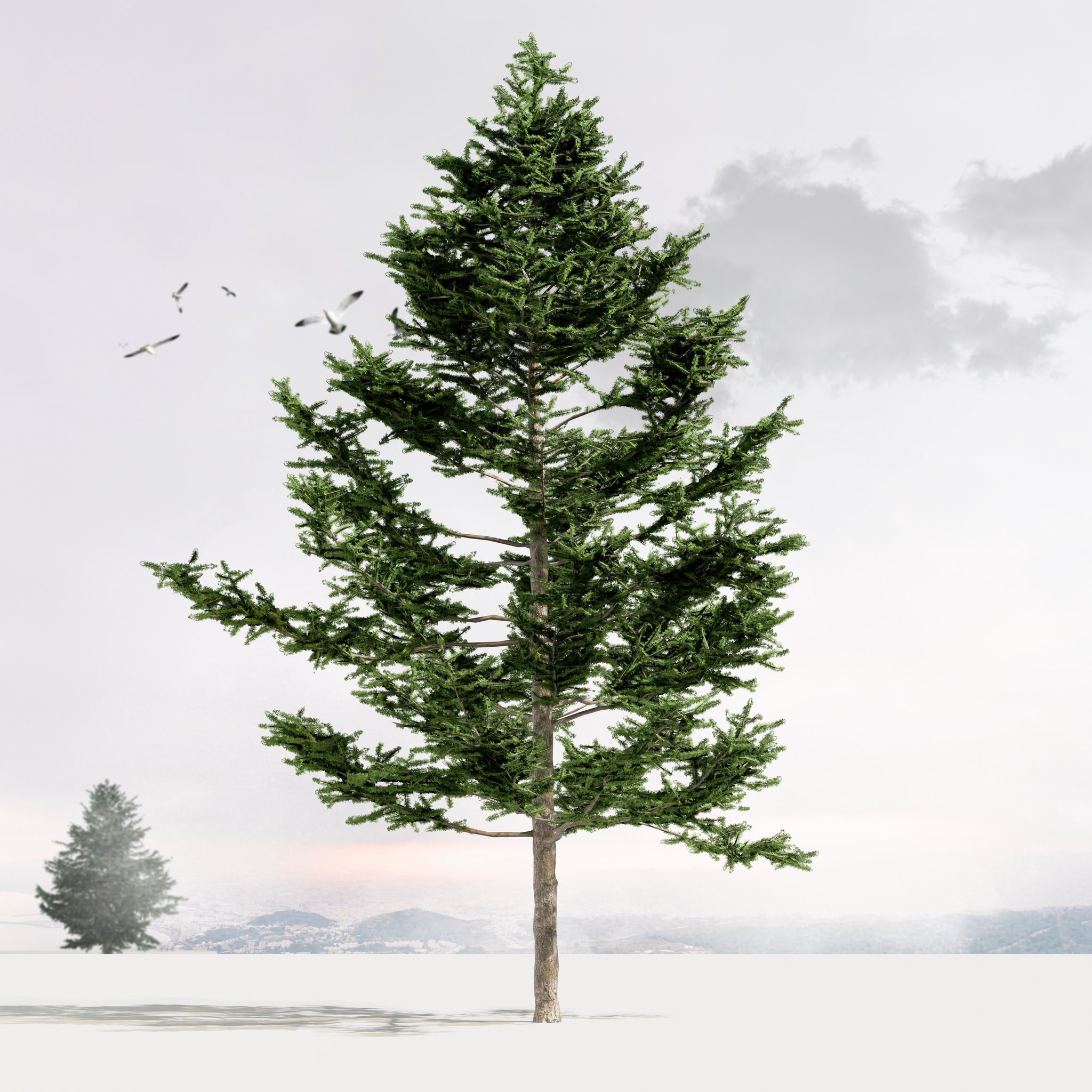 Mountain Larix Fir Tree | Trees models | BlenderKit