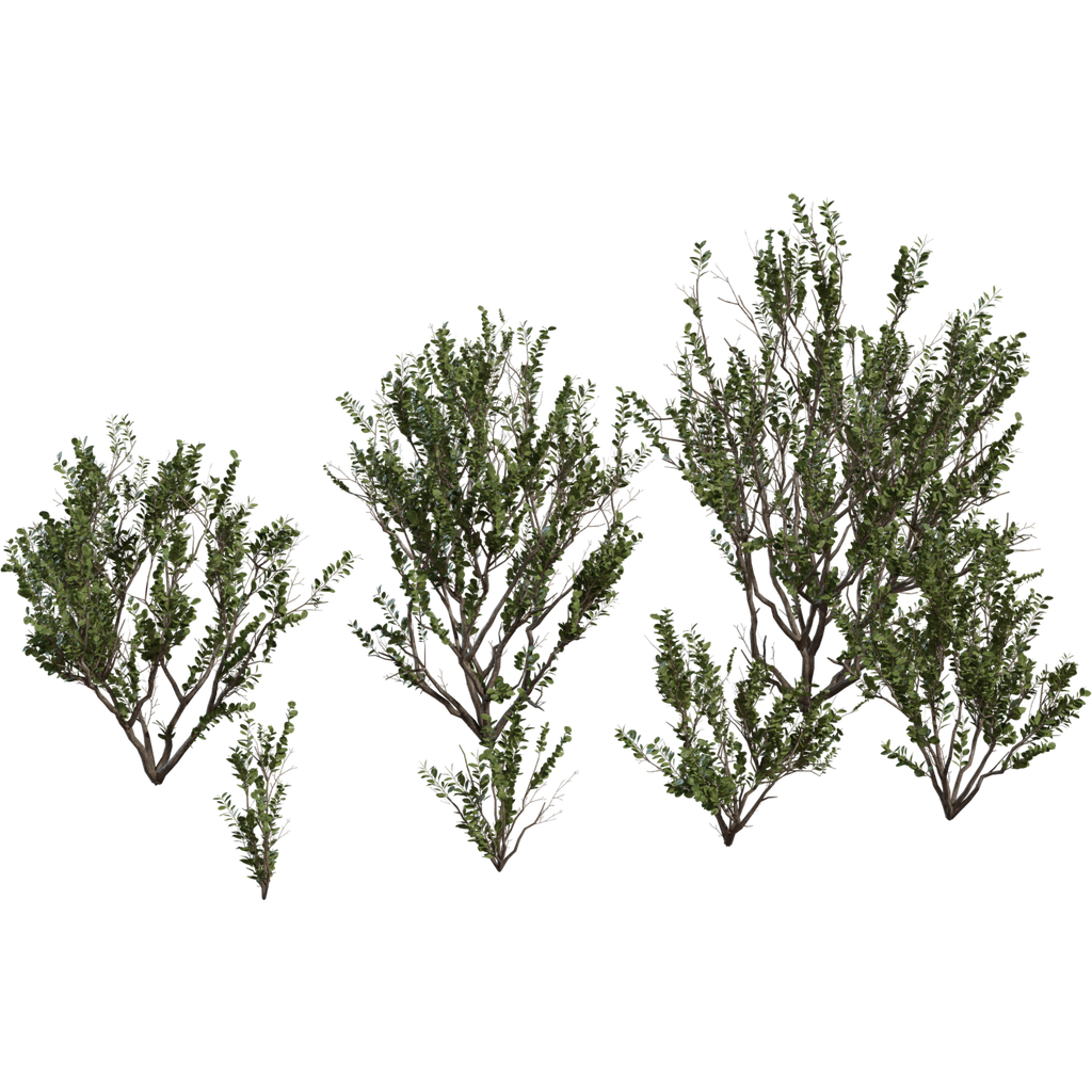 Searsia Lucida | FREE Birds models | BlenderKit