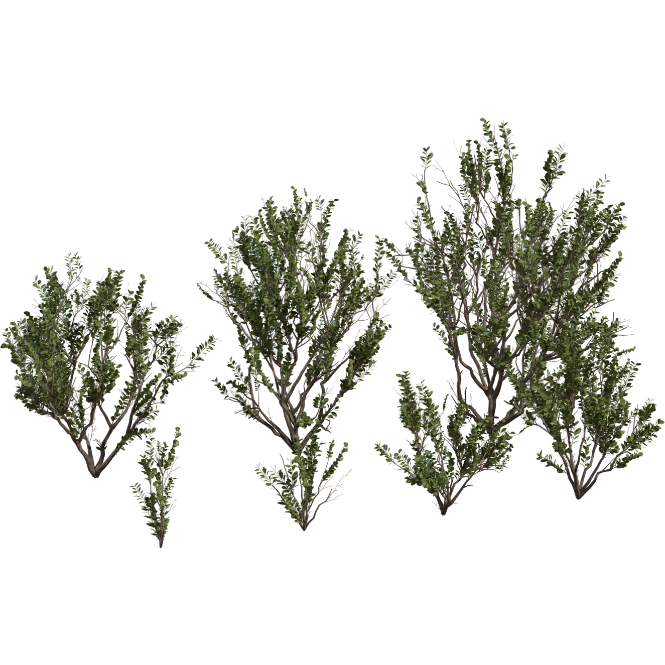 Searsia Lucida | FREE Birds models | BlenderKit