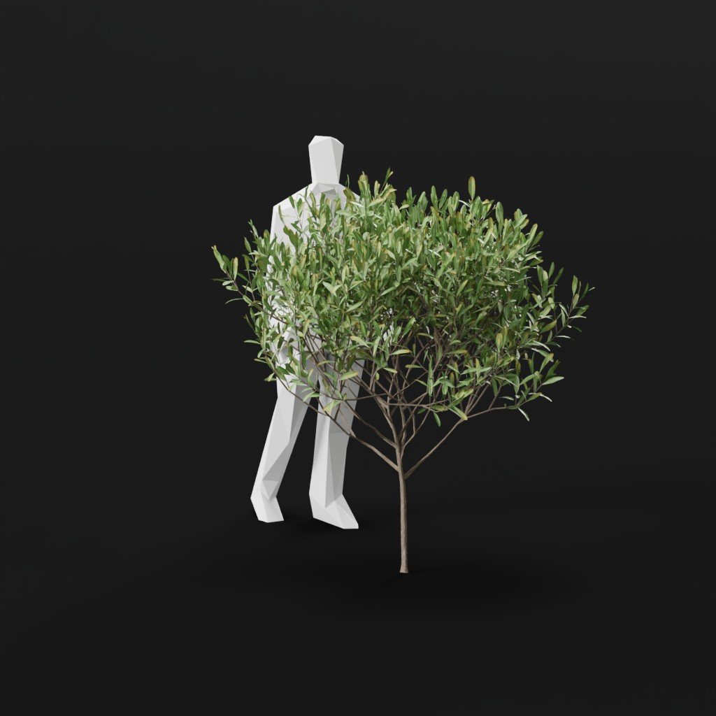 Olive Tree City Sap | Trees models | BlenderKit