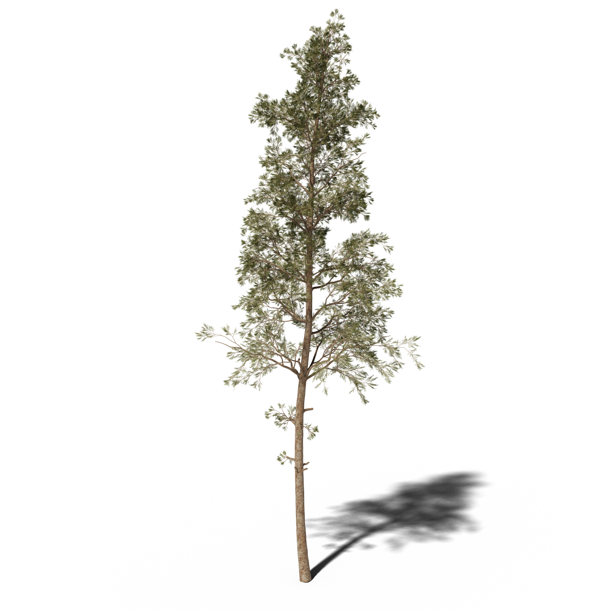 Pine tree v1 | Trees models | BlenderKit