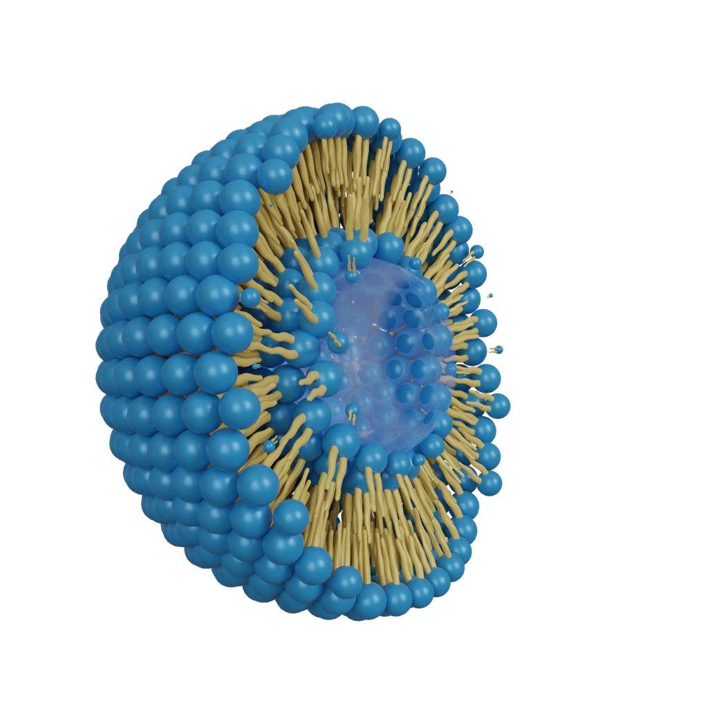 Liposomal cell | Microbiology models | BlenderKit