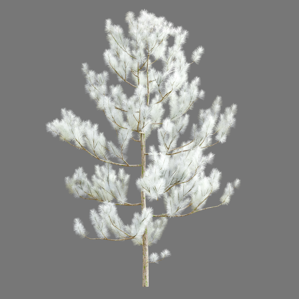 Pine tree white | Trees models | BlenderKit