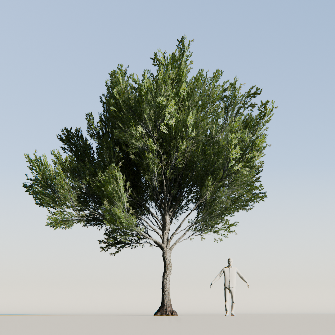 American beech tree variation low poly | Trees models | BlenderKit