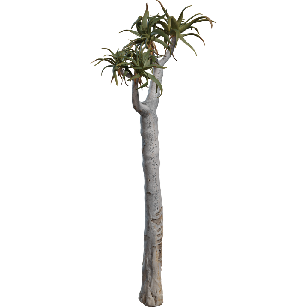 Quiver Tree 01 | FREE Animals models | BlenderKit