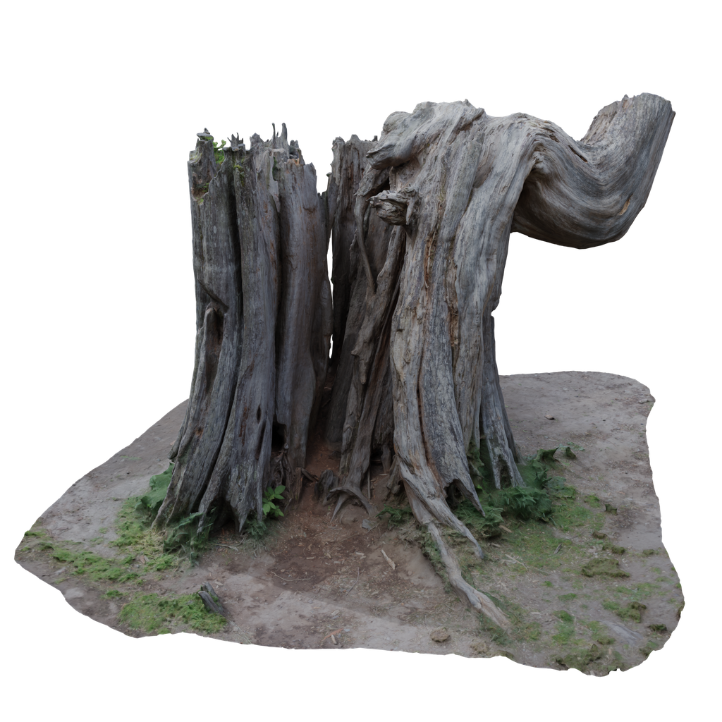 Tree Trunk In The Forest Trees Models Blenderkit