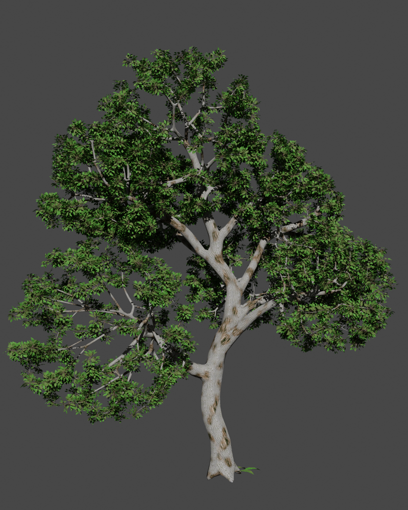 Arvore | FREE Trees models | BlenderKit