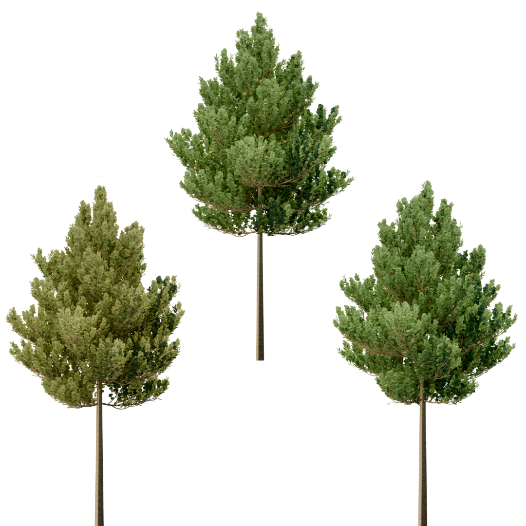 Fake Trees | FREE Trees models | BlenderKit