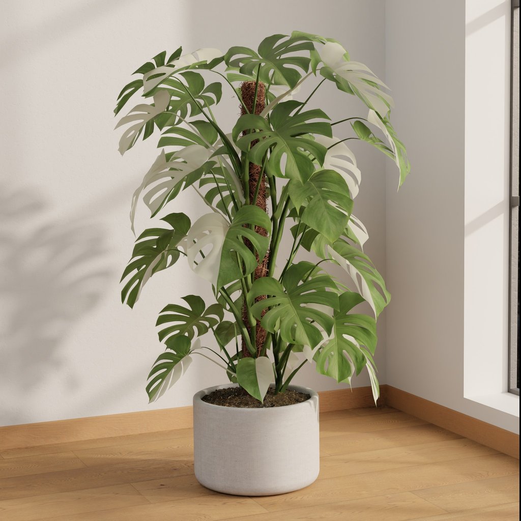 Monstera Albo | Indoor Plants models | BlenderKit