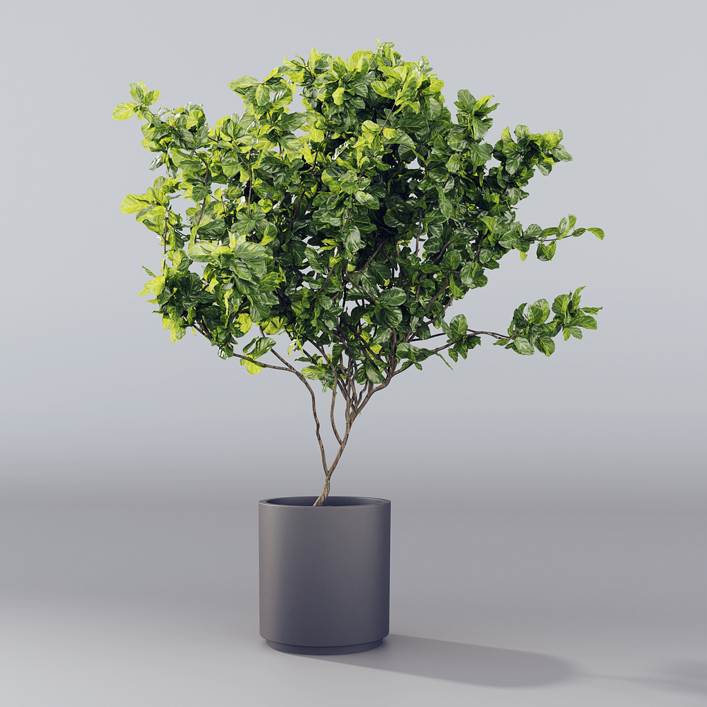 Decorative tree in the pot | Indoor Plants models | BlenderKit