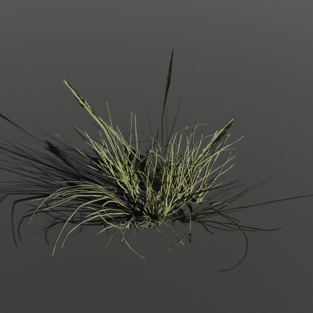 Plant Poa Alpine Small | Outdoor Plants models | BlenderKit