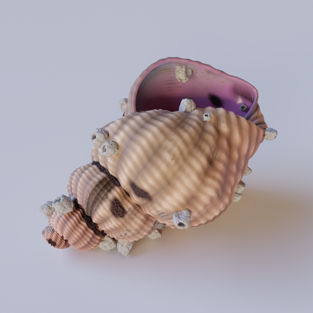 Seashell Welk - vanilla pink | FREE Nature models | BlenderKit