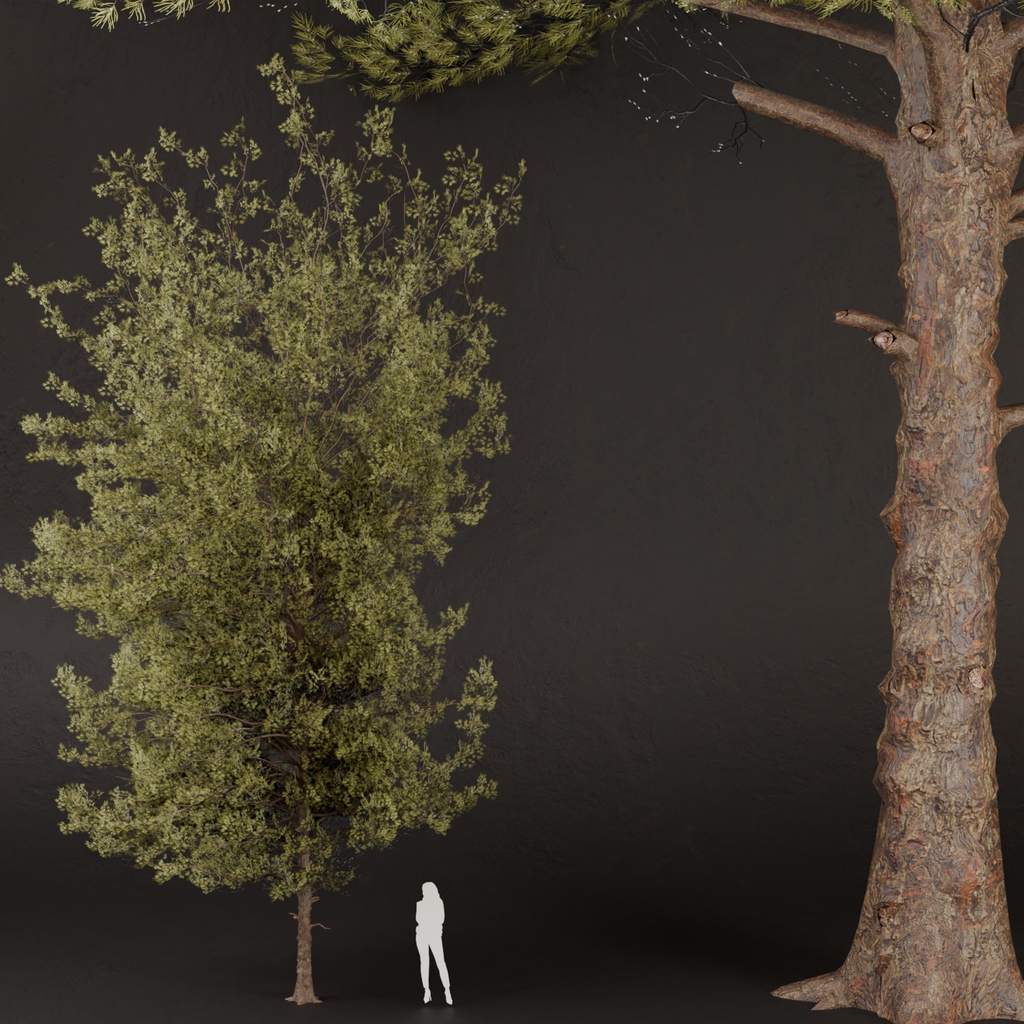 SJ-Frosted Pine Tree | FREE Trees models | BlenderKit