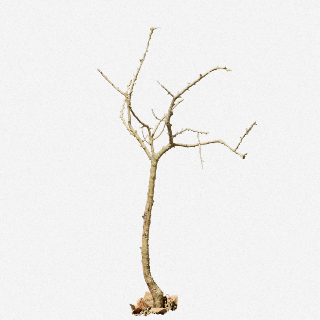 Dead Tree Dry PBR Scan 01 | Trees models | BlenderKit