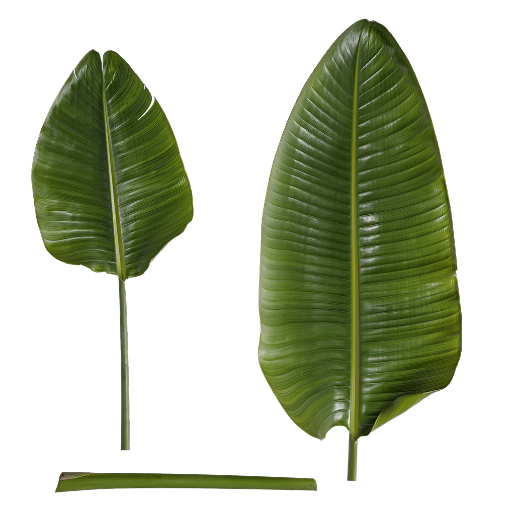 Strelitzia reginae Leaf | FREE organic materials | BlenderKit