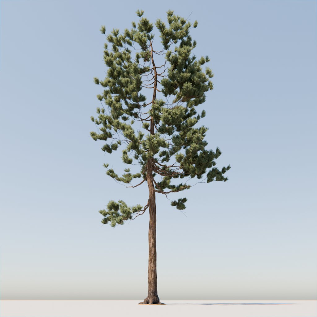 Coniferous Tree 09 | Trees models | BlenderKit