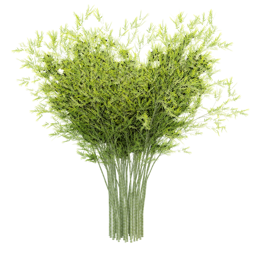 Bamboo Trees | FREE Trees models | BlenderKit