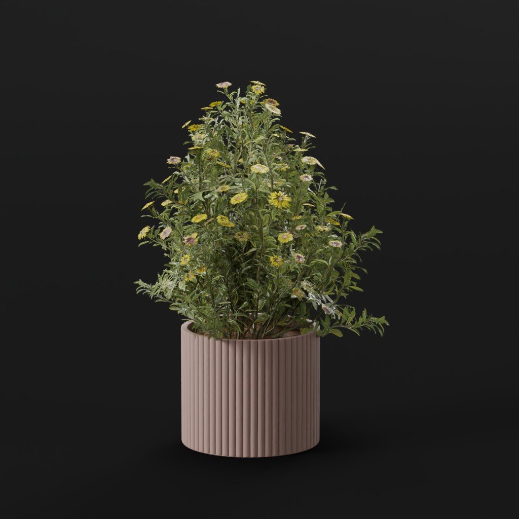 Flower Aster Potted Wide | Indoor Plants models | BlenderKit