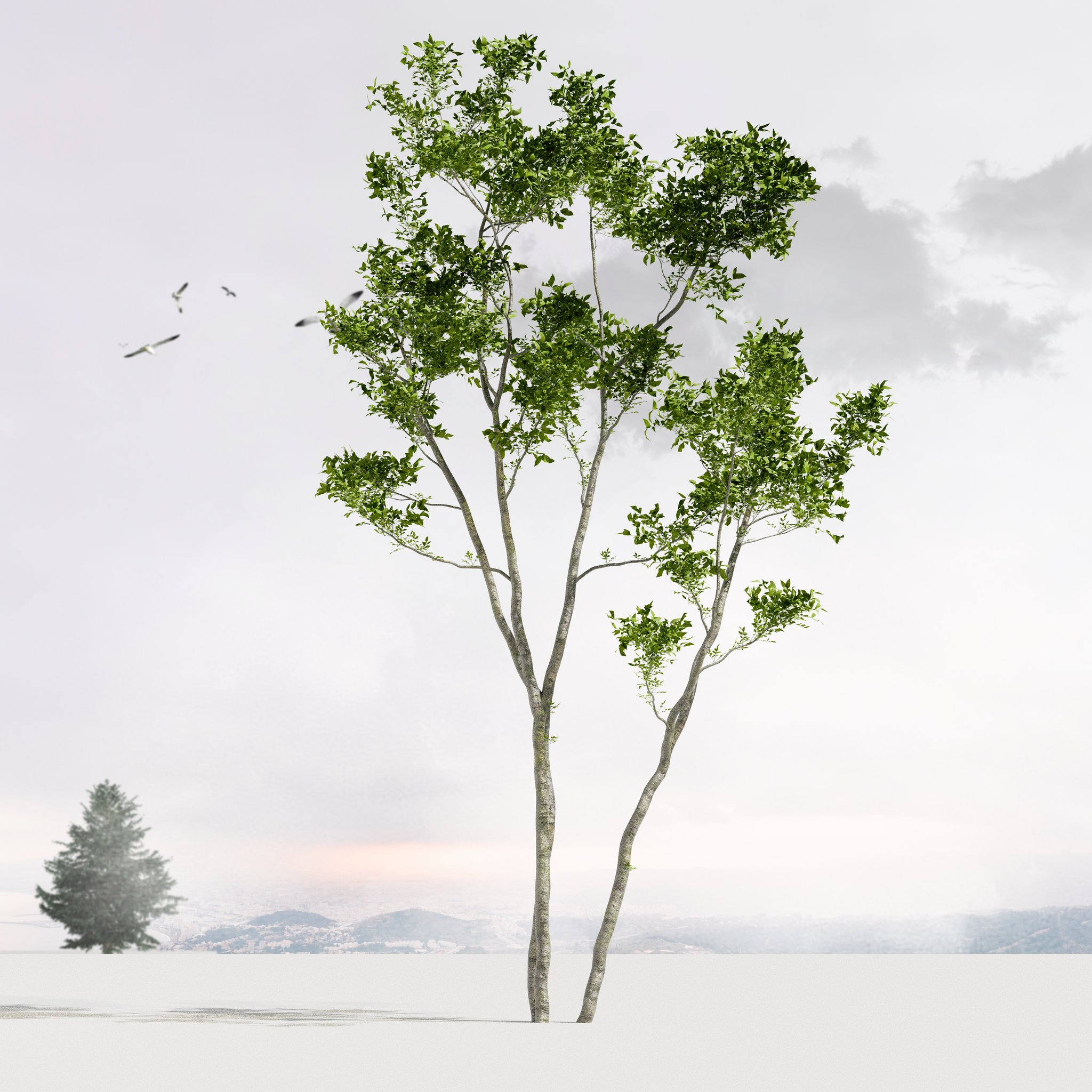 JungleTree Dipteryx Odorata | FREE Trees models | BlenderKit