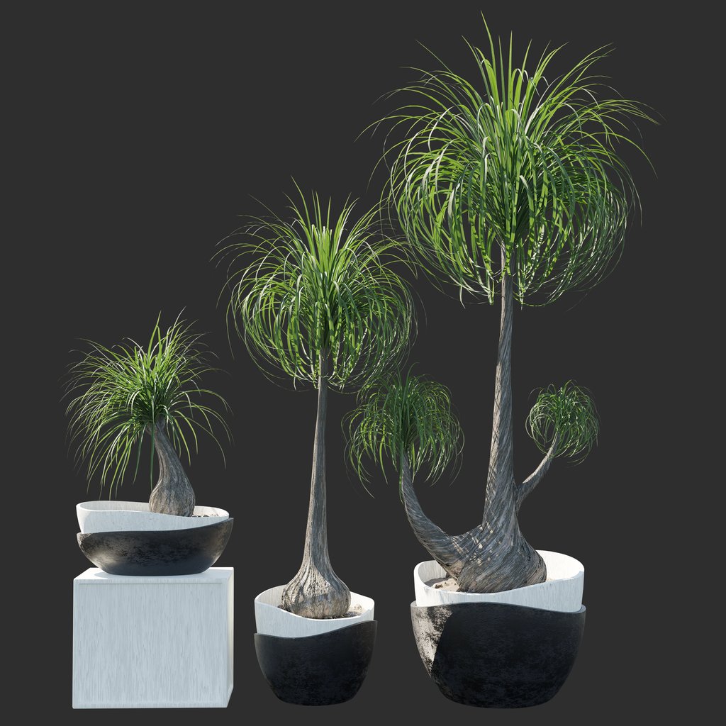 Plant | Indoor Plants models | BlenderKit