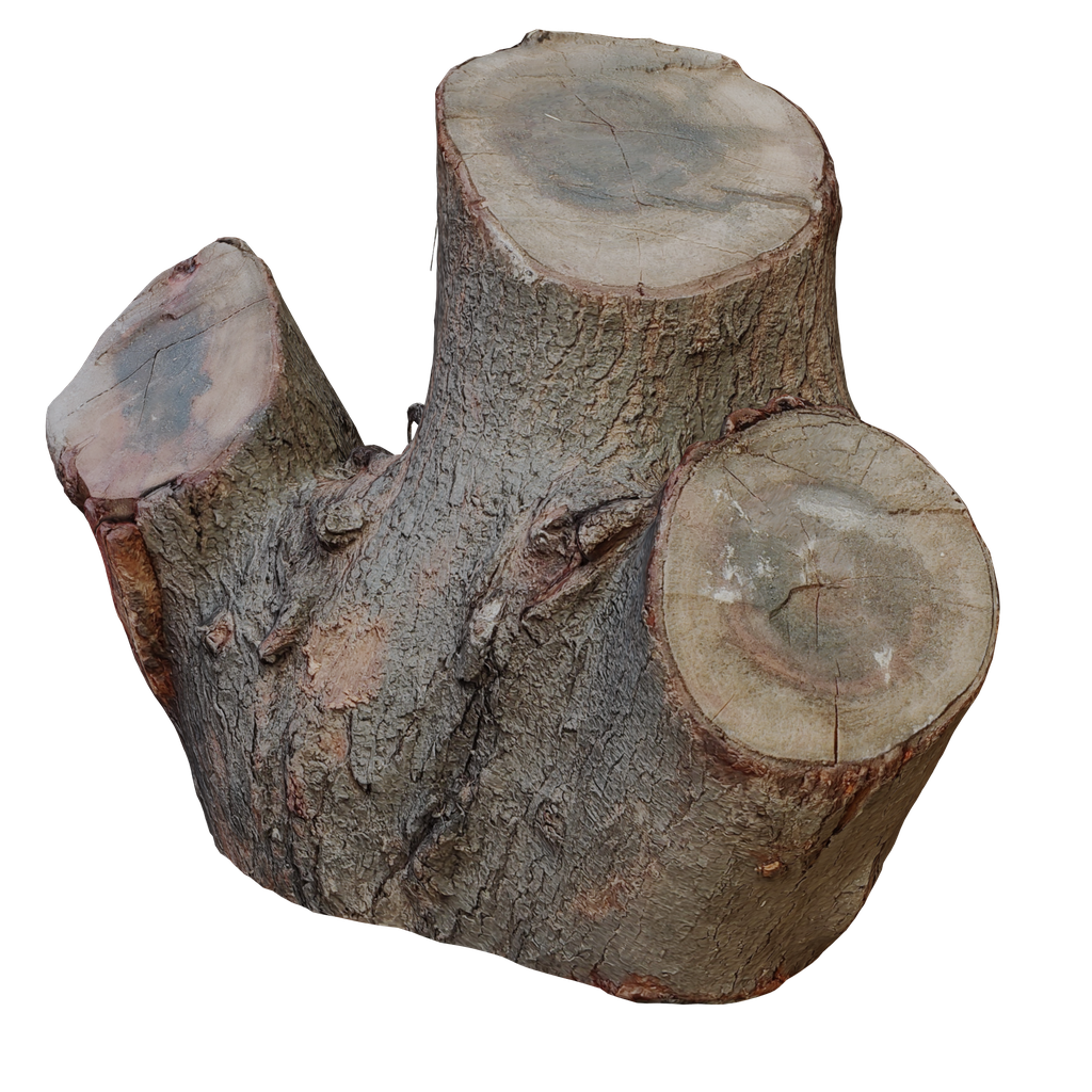Cutted stump scan | FREE Trees models | BlenderKit