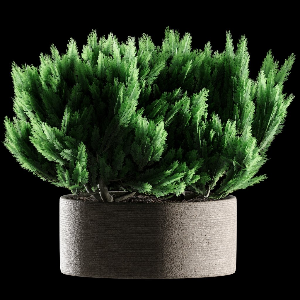 THUJA B Outdoor Plant | Outdoor Plants models | BlenderKit