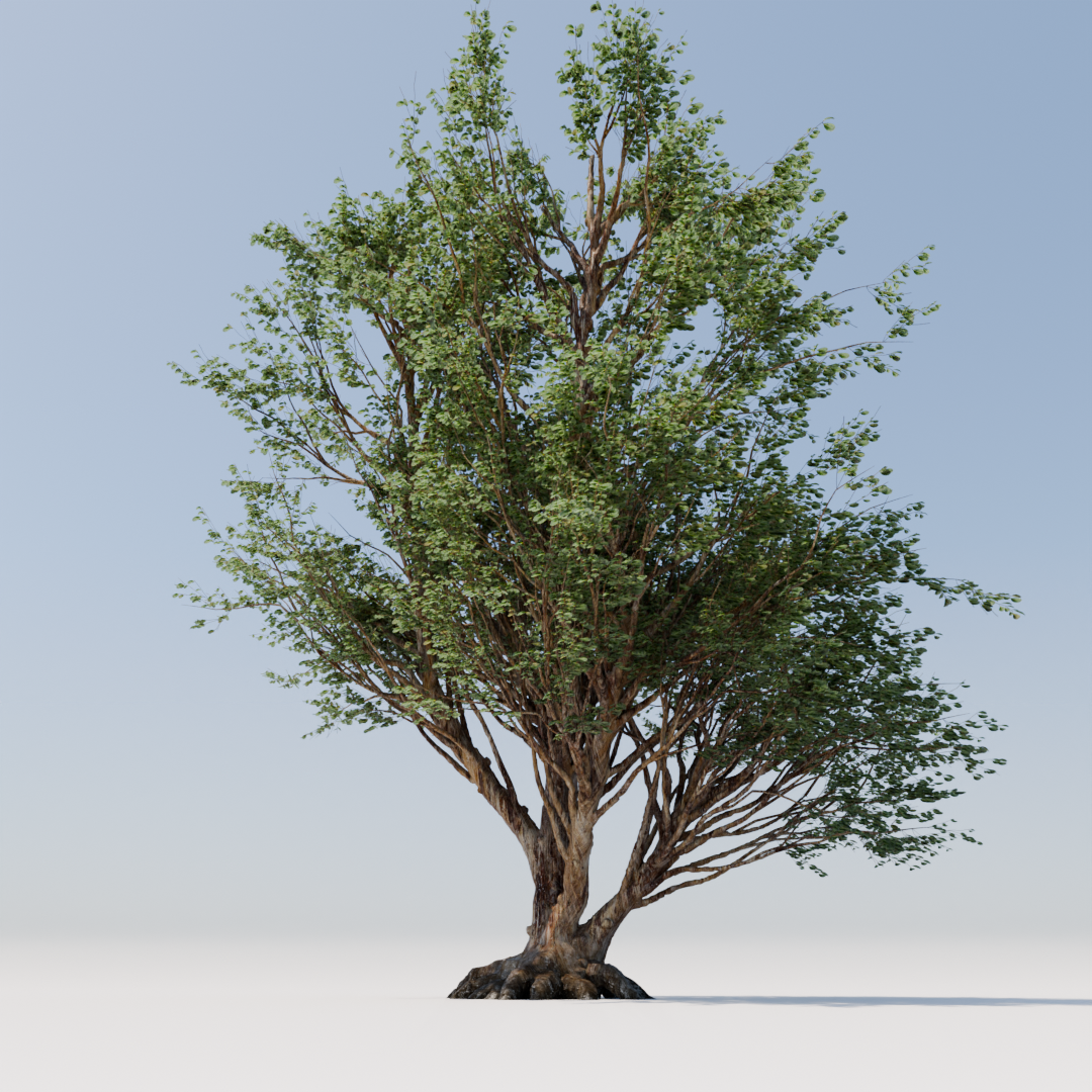 Tree 37 | Trees models | BlenderKit