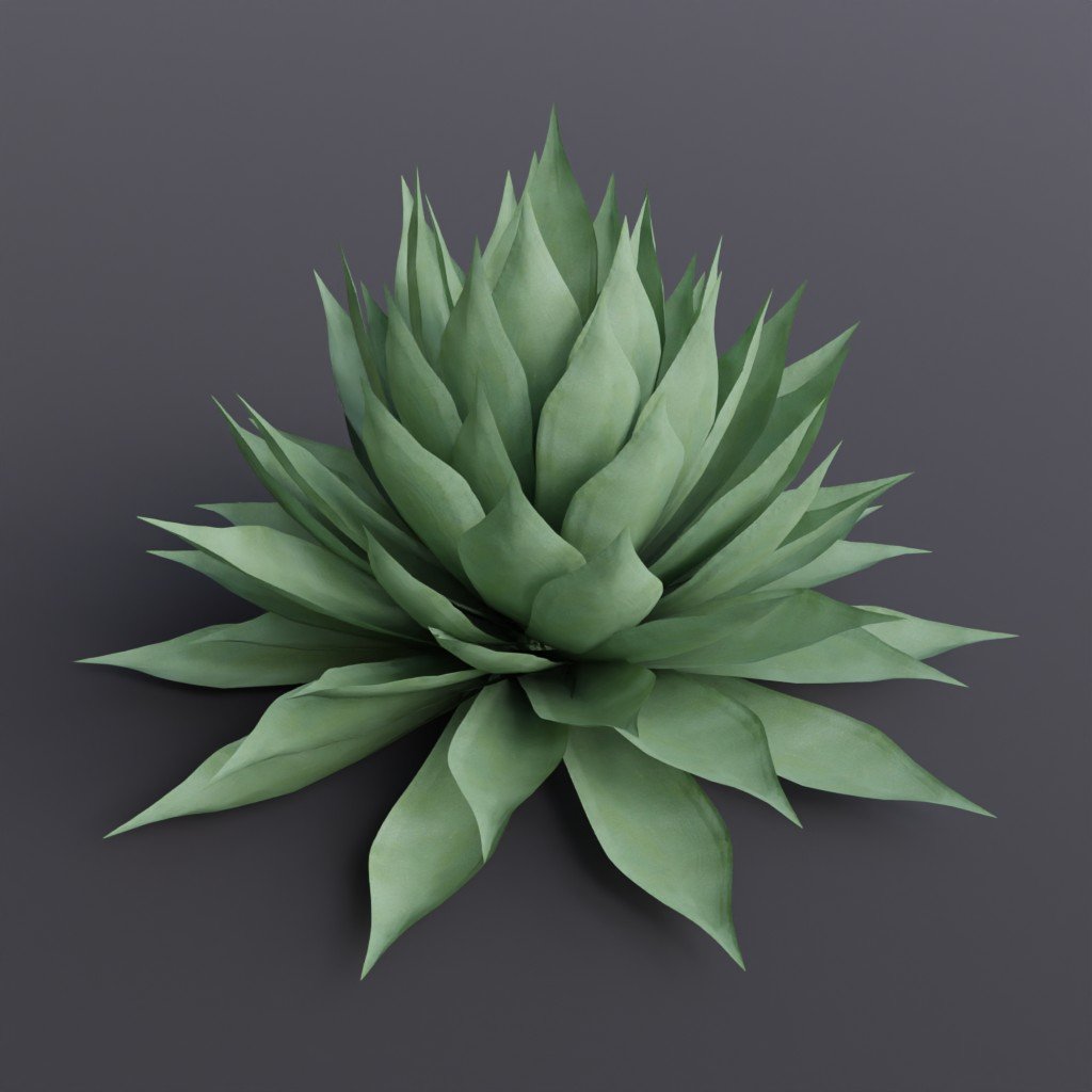 Plant Agave Parryi Large | Outdoor Plants models | BlenderKit