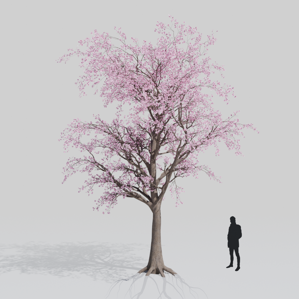 Sakura tree 03 | Trees models | BlenderKit