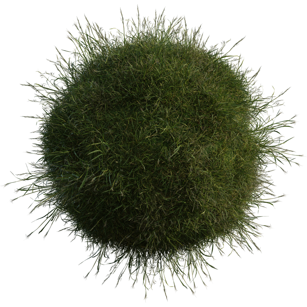 Grass Medium 01 | FREE Grass models | BlenderKit
