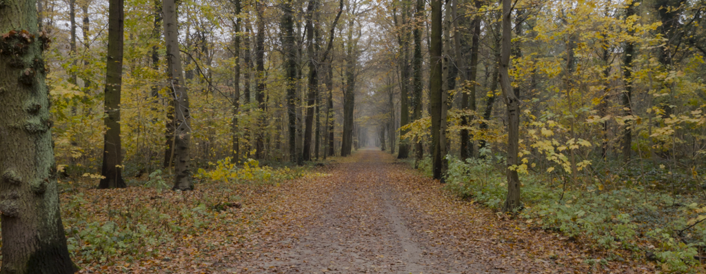 Fall Forest Dirt Road | FREE Nature HDRis | BlenderKit