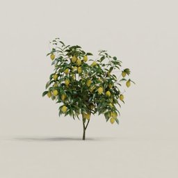 Meyer Lemon Tree | FREE Trees models | BlenderKit