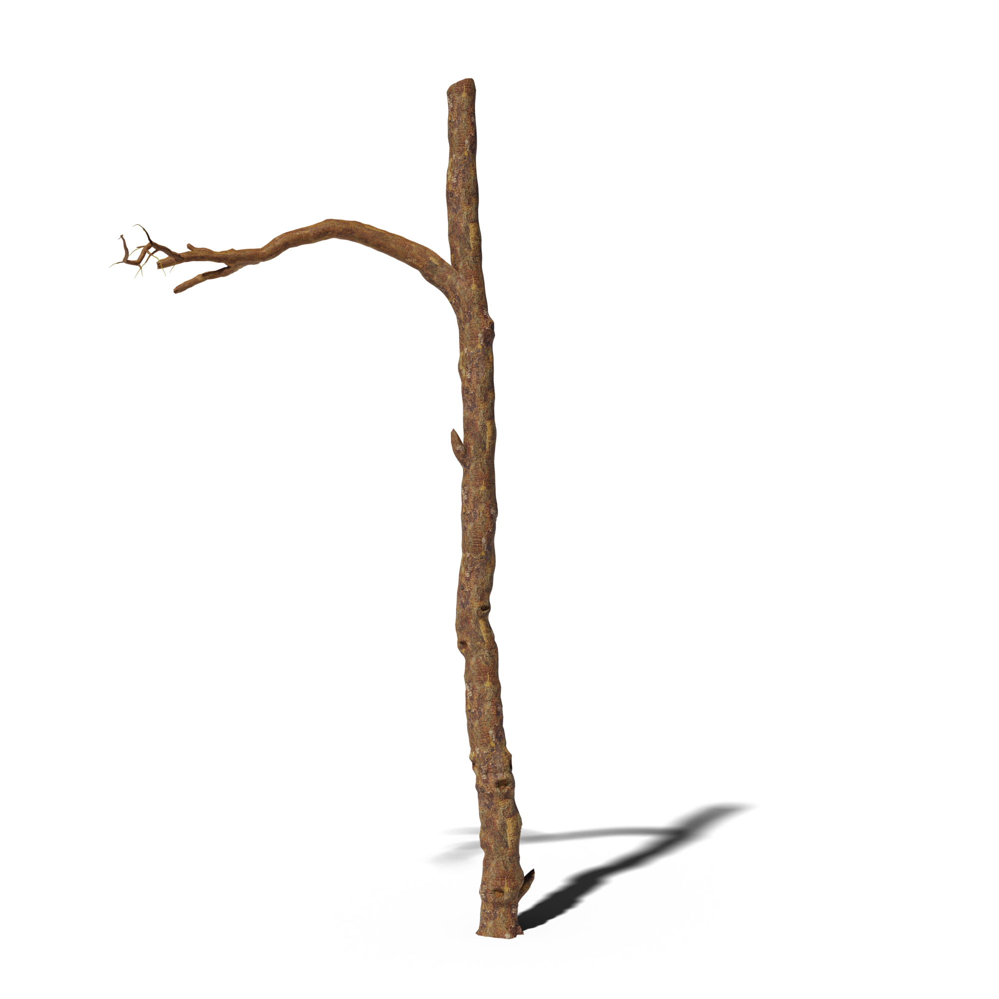 Trunk v2 | FREE Trees models | BlenderKit