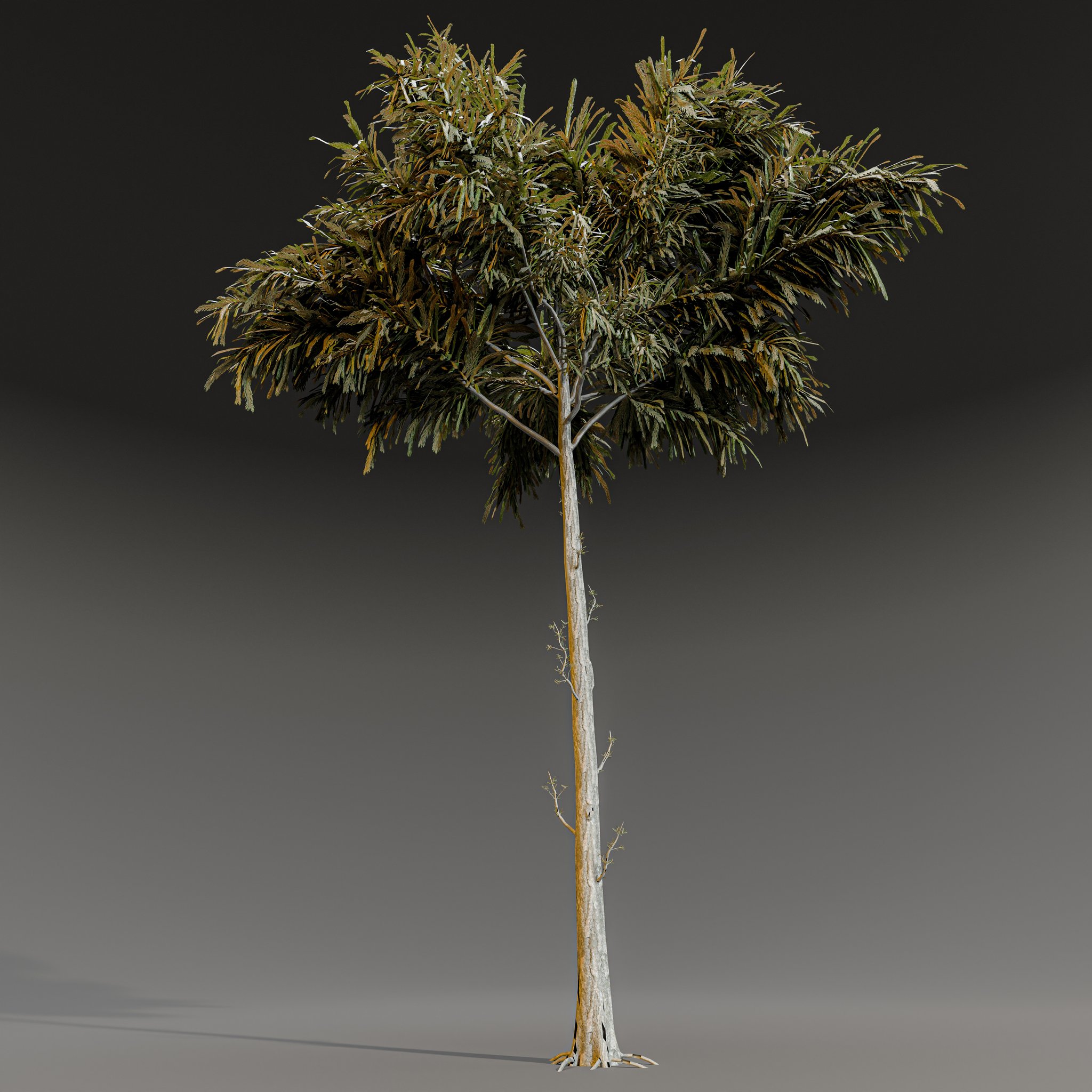 Loblolly pine tree | Trees models | BlenderKit