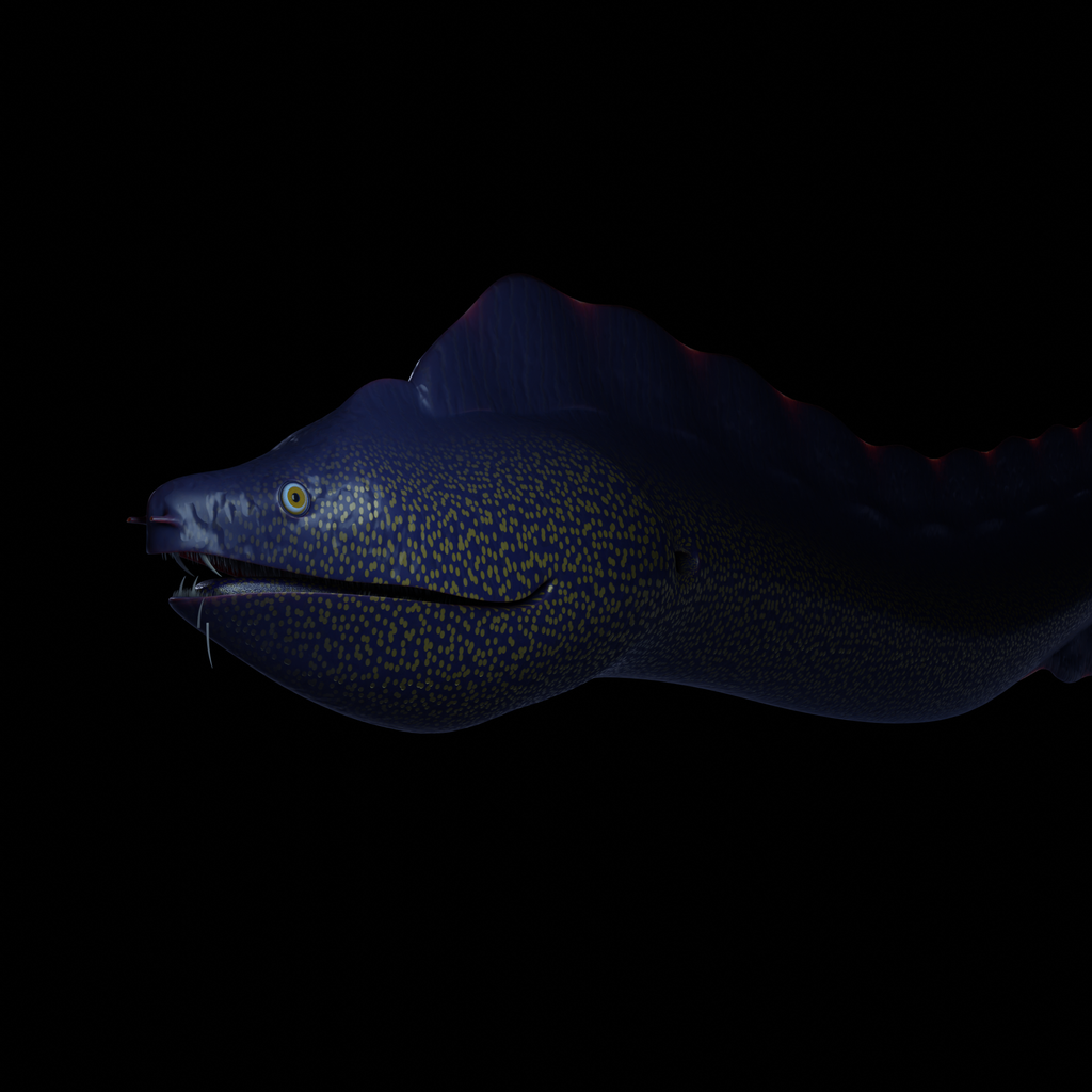 Moray Eel | Fish models | BlenderKit