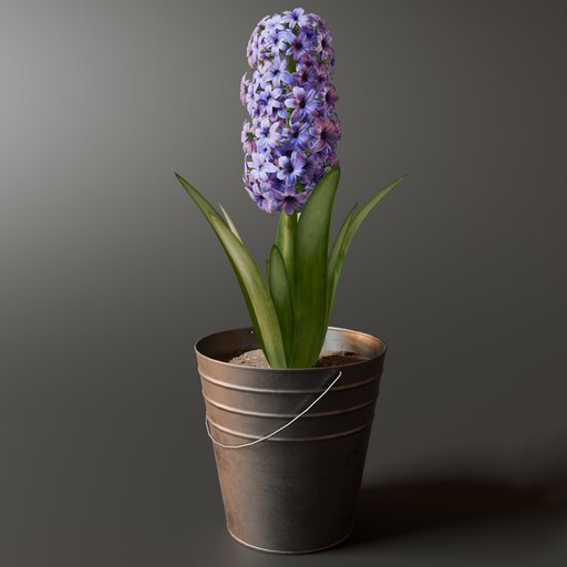 Potted Hyacinth | Indoor Plants models | BlenderKit