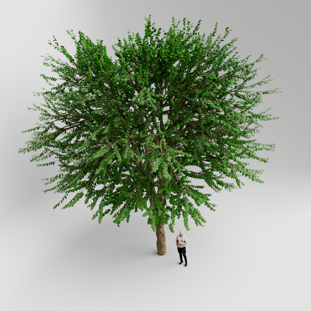 Tree for forest | FREE Trees models | BlenderKit