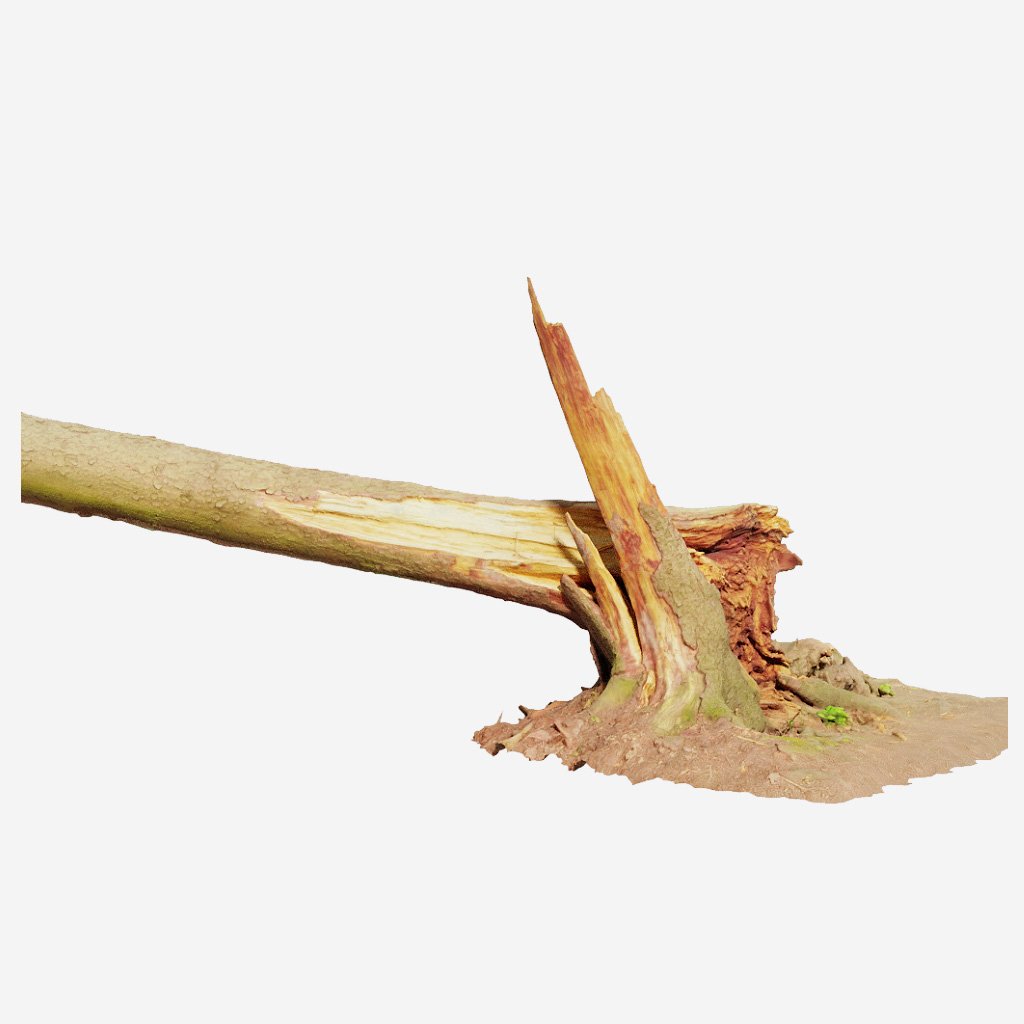 Conifer Tree Stump Broken PBR Scan 04 | Environment Elements models ...